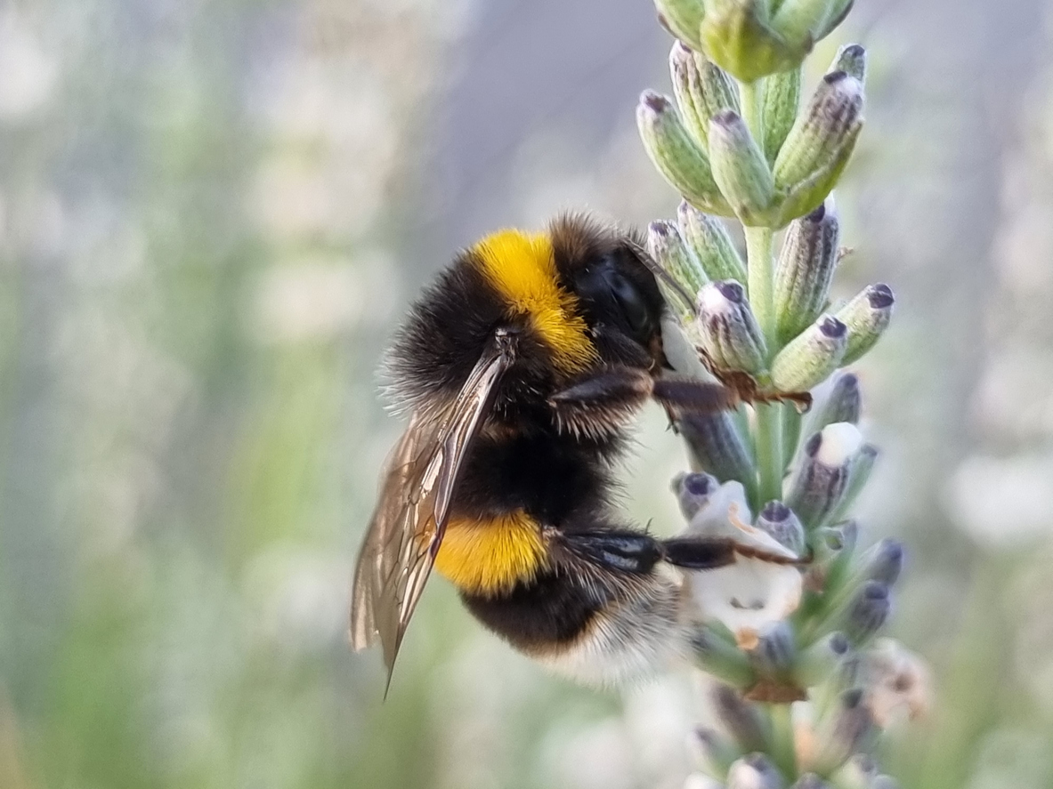 What Is a Bumblebee? | ABC Humane Wildlife Control and Prevention