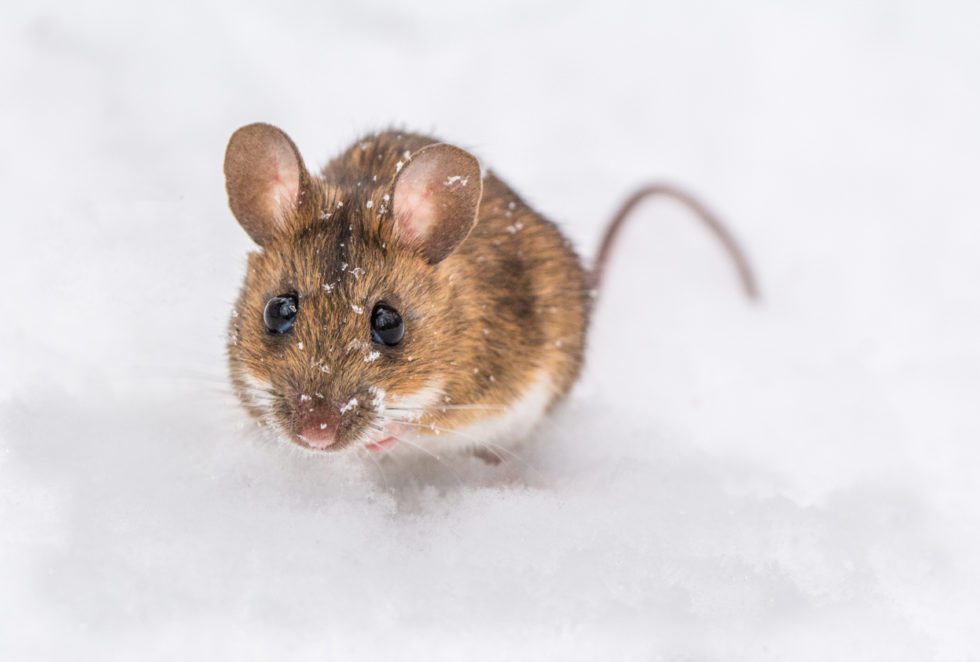 Humane Mouse Control: Being Kind to Little Critters | ABC Humane ...